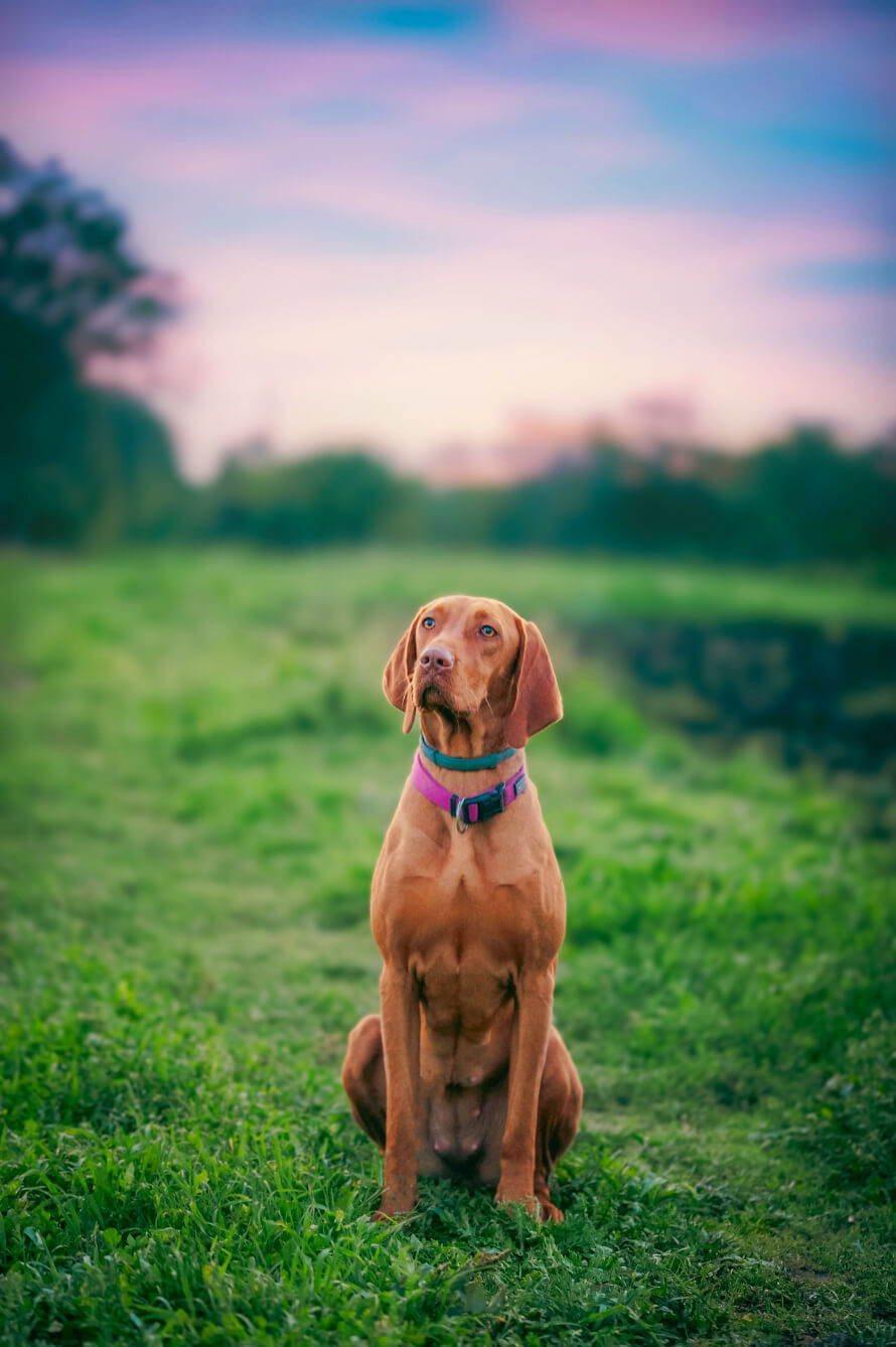 Magyar vizsla fajtaleírás | Grandopet.hu