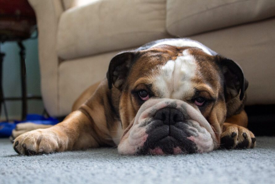 Angol bulldog fajtaleírás | Grandopet.hu