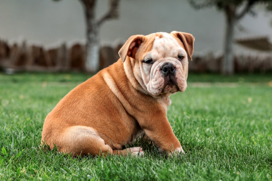 Angol bulldog fajtaleírás | Grandopet.hu