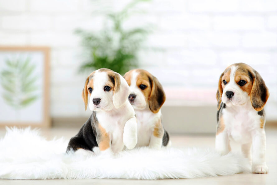 Beagle fajtaleírás | Grandopet.hu