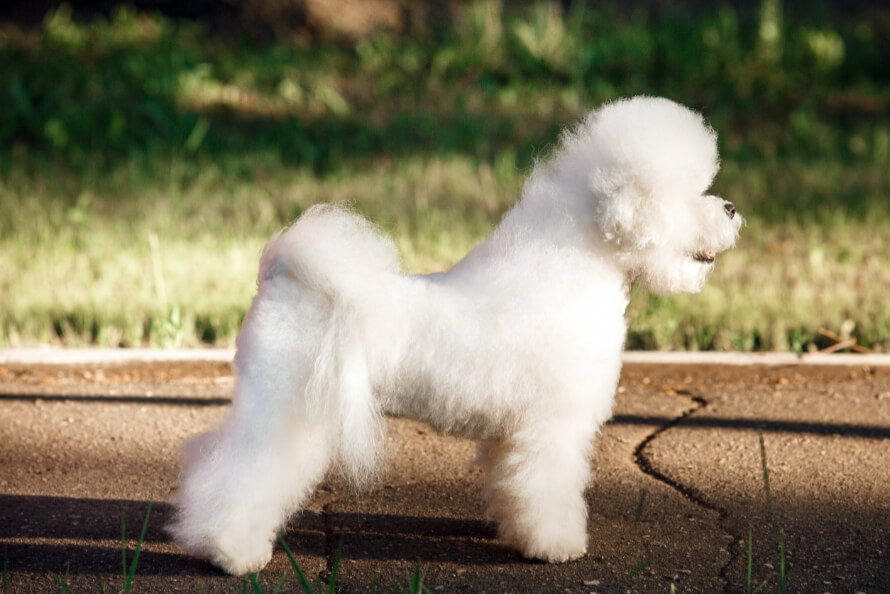Bichon Frisé fajtaleírás | Grandopet
