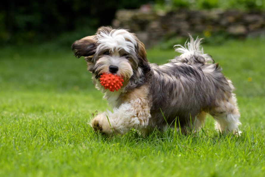 Bichon havanese fajtaleírás | Grandopet.hu