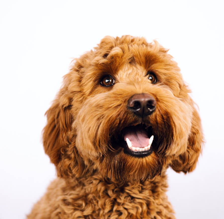 Labradoodle fajtaleírás | Grandopet.hu