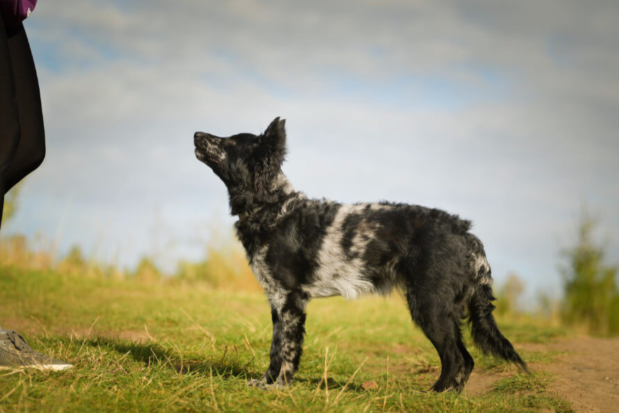 Mudi fajtaleírás | Grandopet.hu