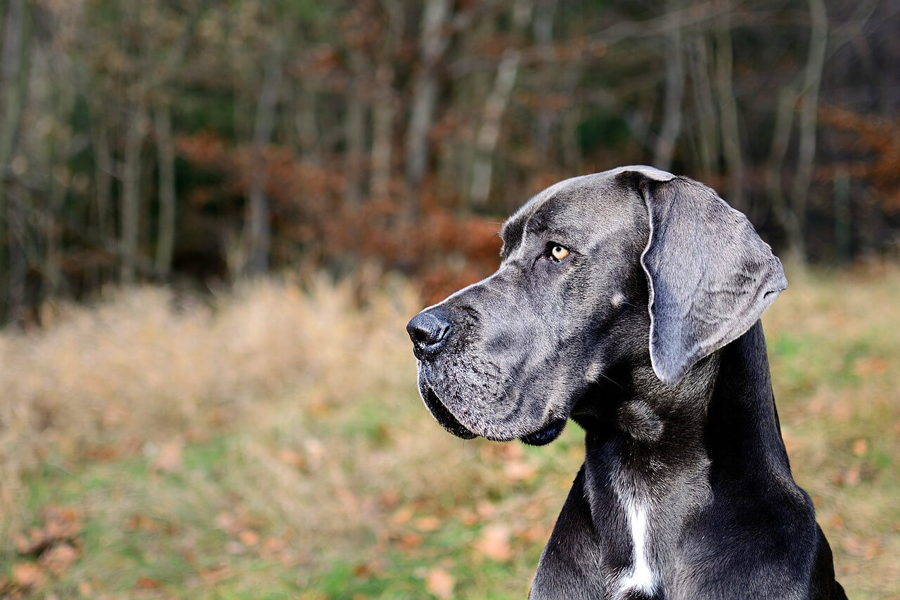 Német dog fajtaleírás | Grandopet.hu