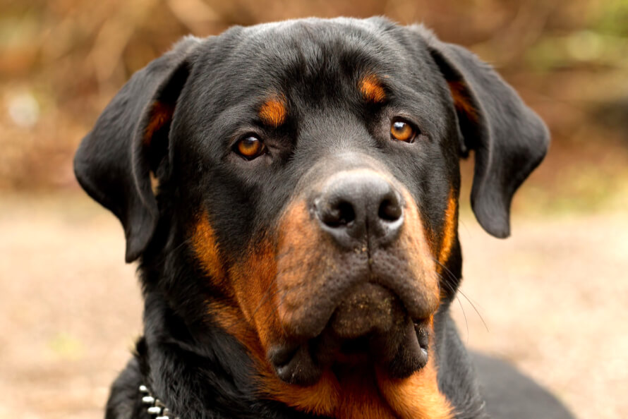 Rottweiler fajtaleírás | Grandopet.hu
