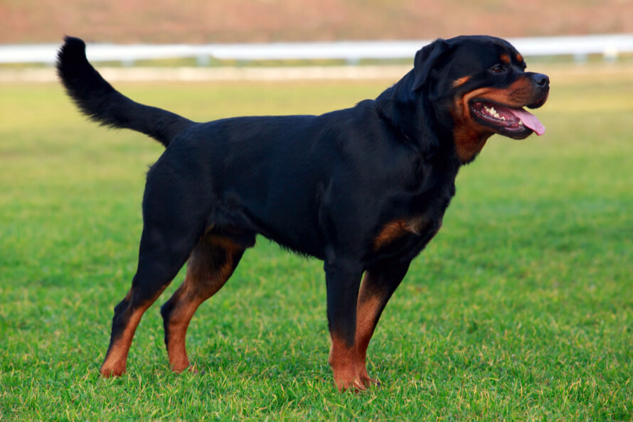 Rottweiler fajtaleírás | Grandopet.hu
