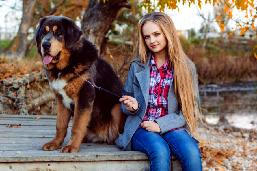Tibeti-masztiff fajtaleírása | Grandopet.hu