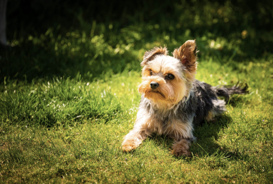 Yorkshire terrier (yorki) fajtaleírás | Grandopet.hu